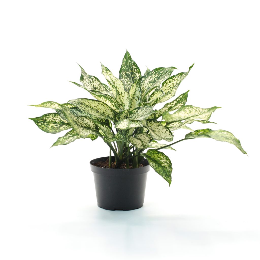 Aglaonema costatum - Pépinière Locas