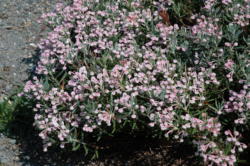 Andromeda polifolia Blue Ice - Pépinière Locas
