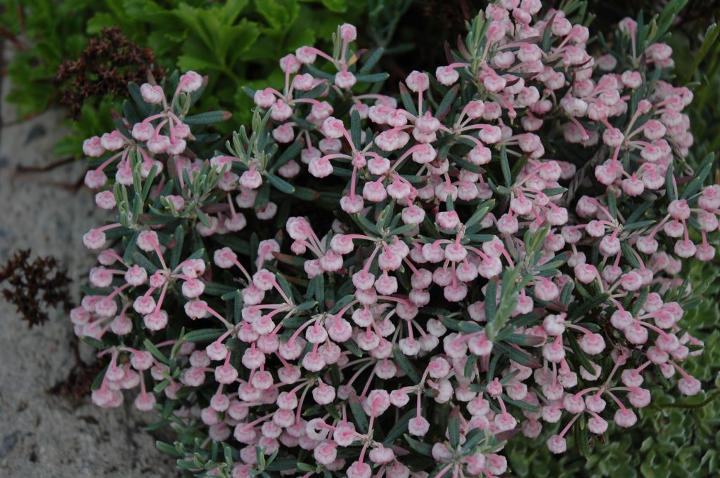Andromeda polifolia Blue Ice - Pépinière Locas