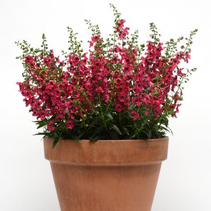 Angelonia Archangel Cherry Red - Pépinière Locas