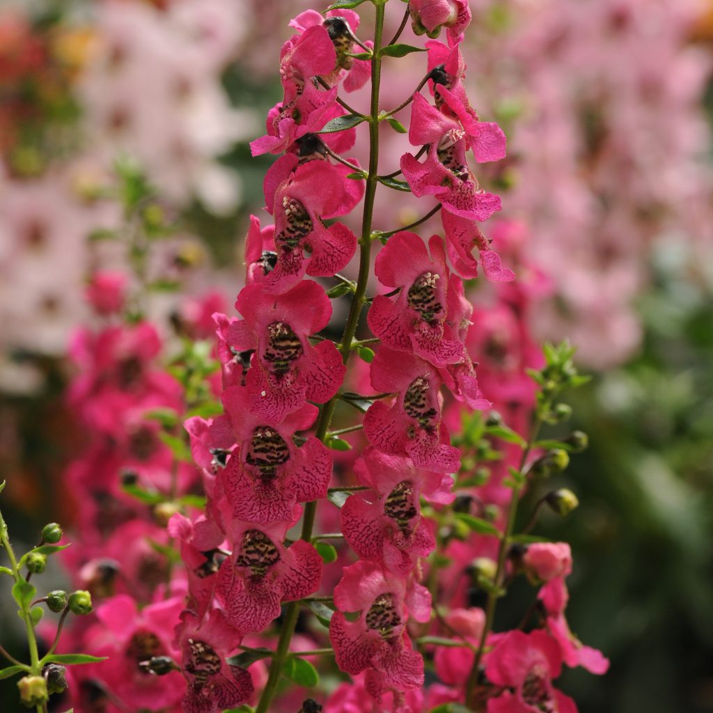 Angelonia Archangel Dark Rose - Pépinière Locas