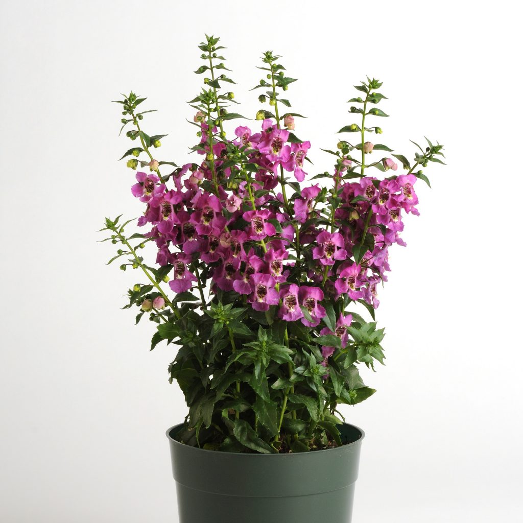 Angelonia Archangel Raspberry - Pépinière Locas