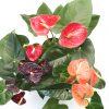 Anthurium - Pépinière Locas