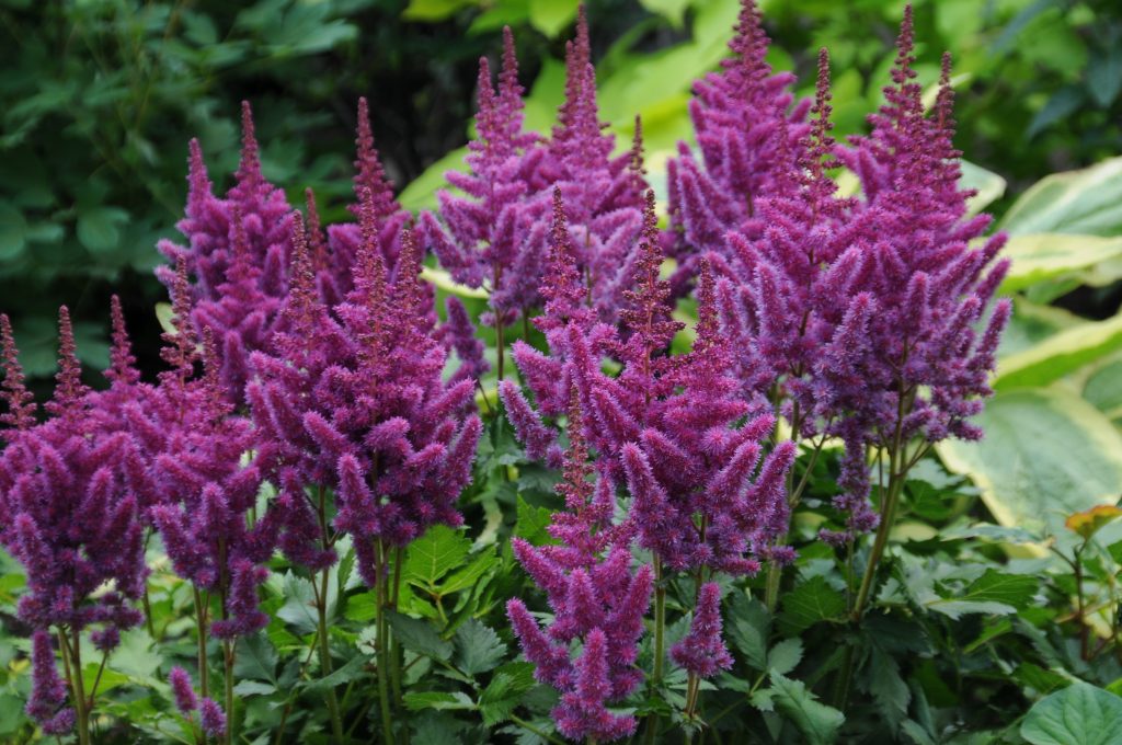Astilbe chinensis Vision in Red - Pépinière Locas
