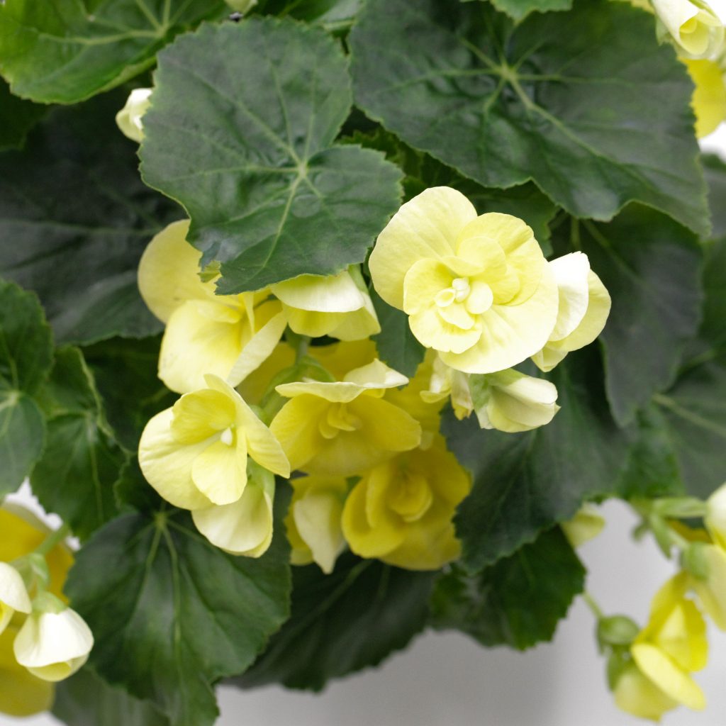 Begonia Reiger jaune - Pépinière Locas