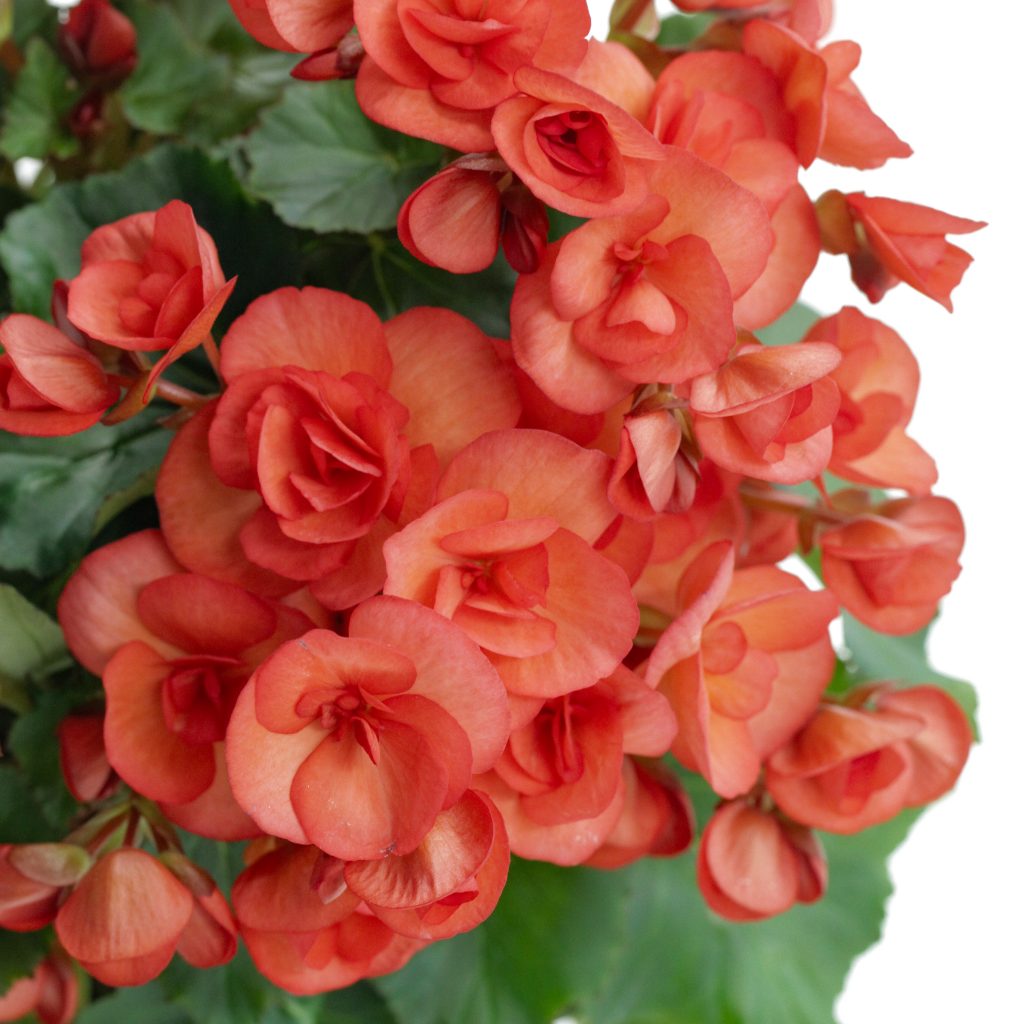 Begonia Reiger - Pépinière Locas