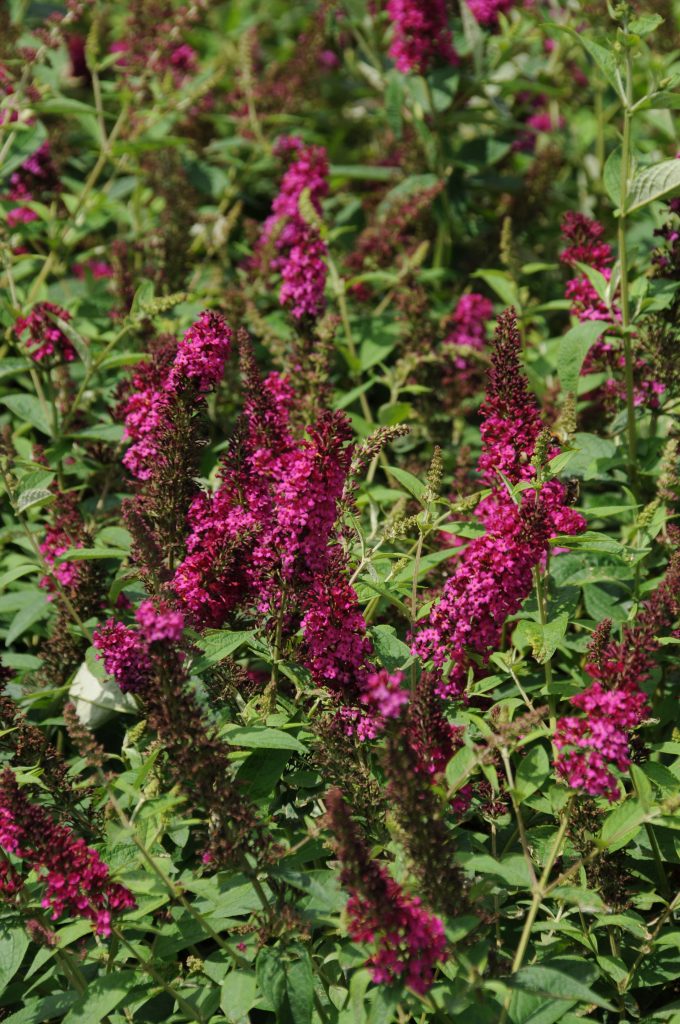 Buddleia davidii Miss Molly - Pépinière Locas