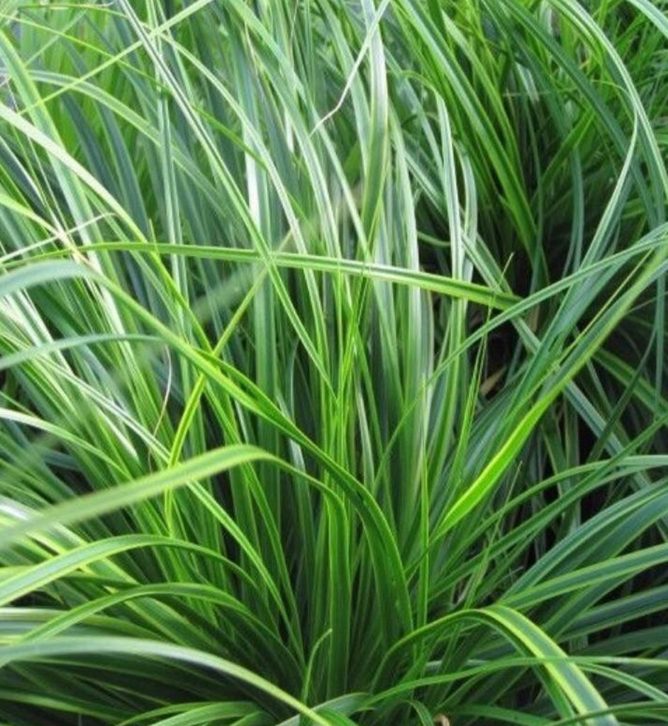 Carex oshimensis Everlime - Pépinière Locas