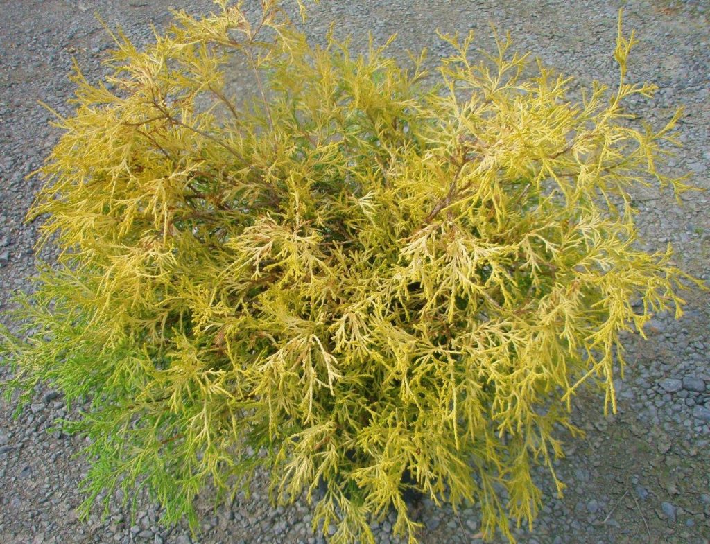Chamaecyparis pisifera Golden Mop - Pépinière Locas