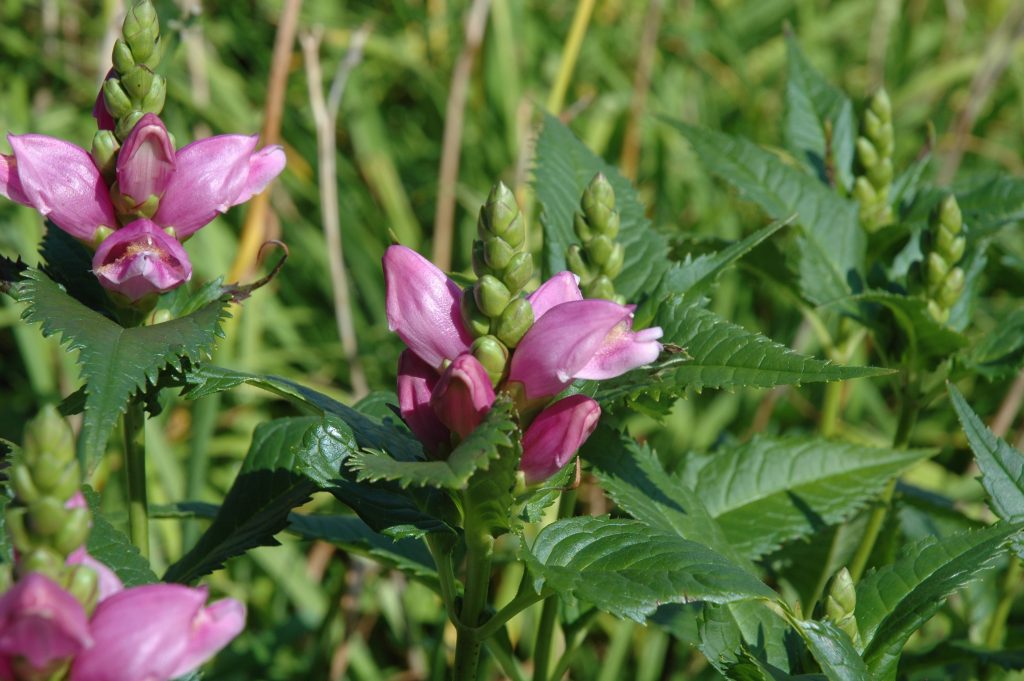 Chelone obliqua - Pépinière Locas