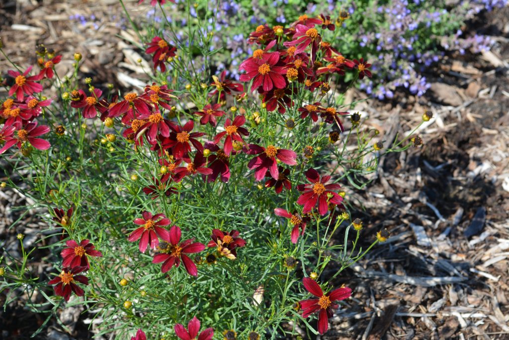 Coreopsis x Red Satin - Pépinière Locas