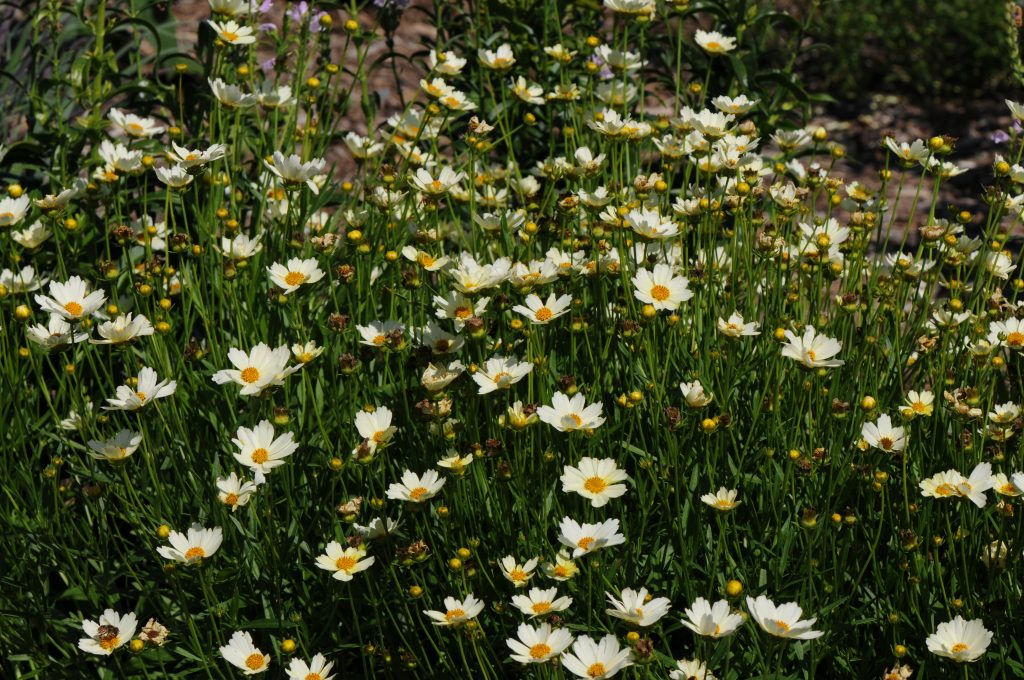 Coreopsis x Star Cluster - Pépinière Locas