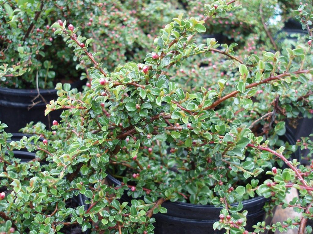 Cotoneaster Hessei - Pépinière Locas