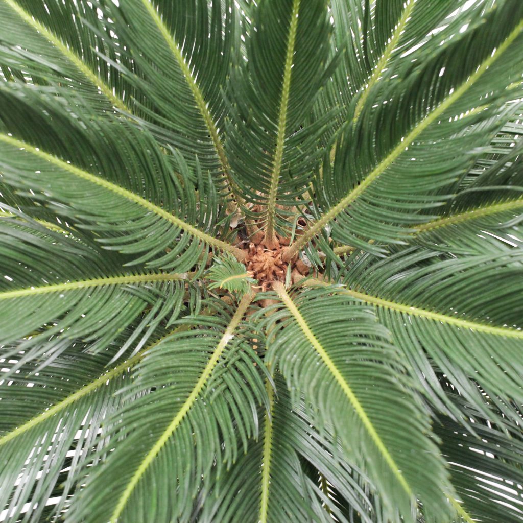 Cycas revoluta - Pépinière Locas