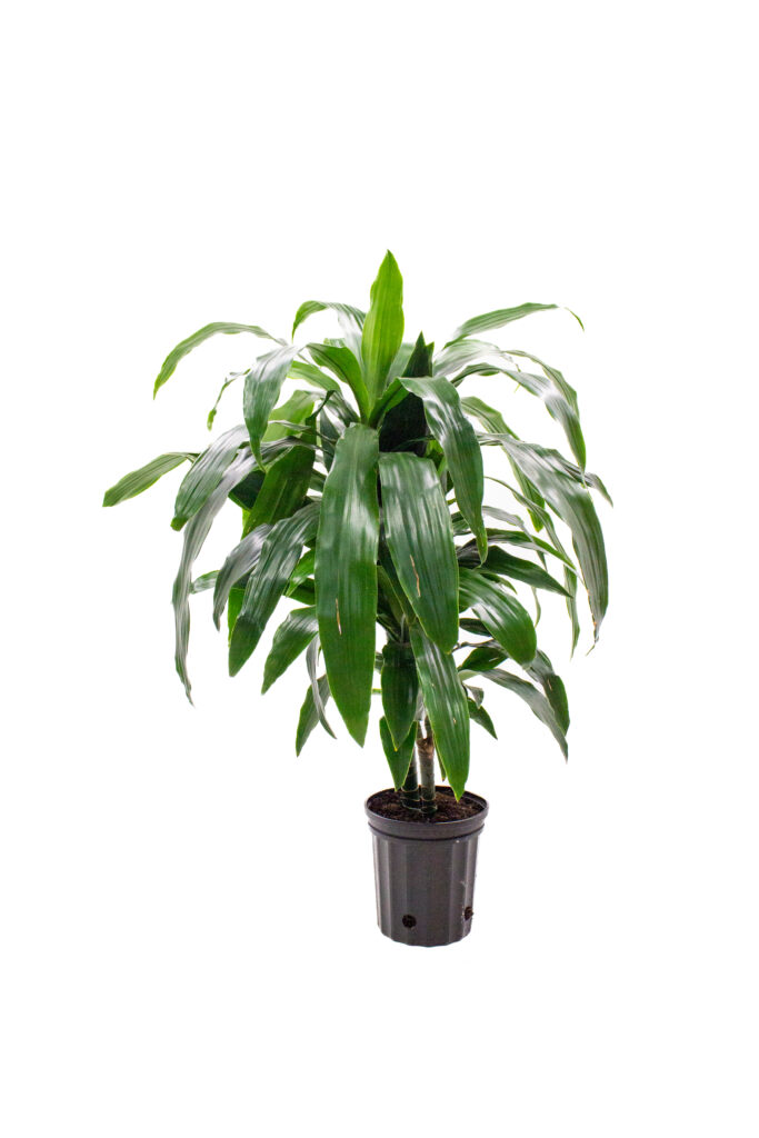 Dracaena deremensis Janet Craig - Pépinière Locas