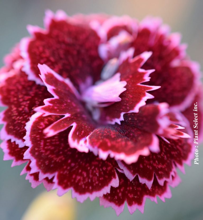 Dianthus Fruit Punch Black Cherry Frost - Pépinière Locas