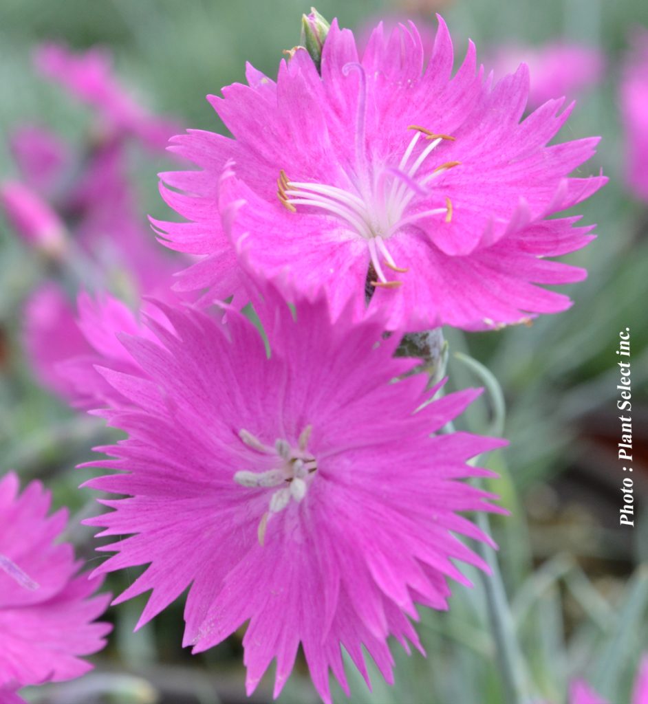 Dianthus gratianopolitanus Firewitch - Pépinière Locas