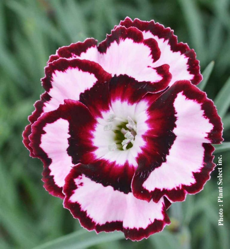 Dianthus Raspberry Swirl - Pépinière Locas
