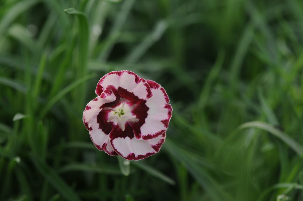 Dianthus Raspberry Swirl - Pépinière Locas