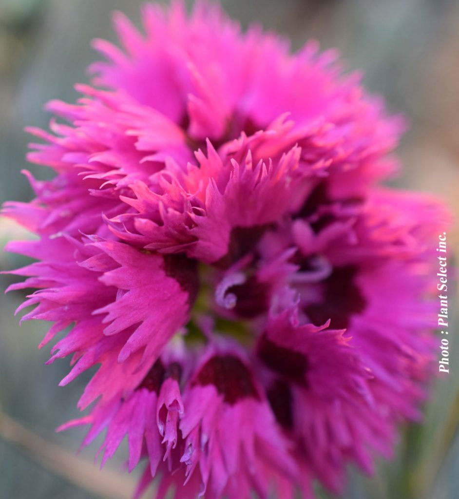 Dianthus Fruit Punch Spiked Punch - Pépinière Locas