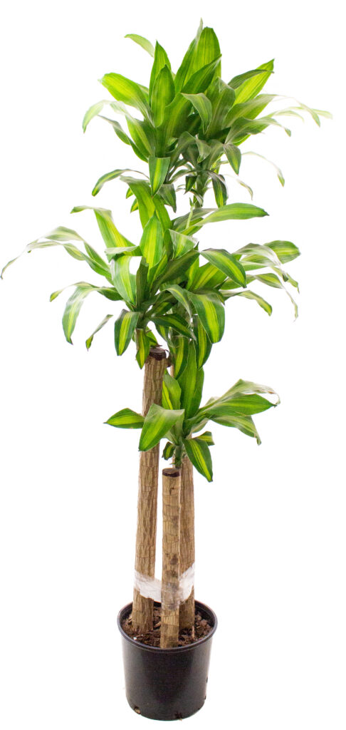 Dracaena fragrans Massangeana - Pépinière Locas