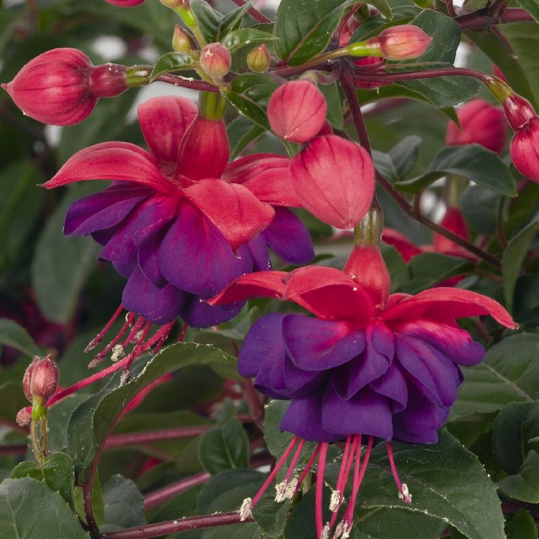 Fuchsia Dark Eyes - Pépinière Locas