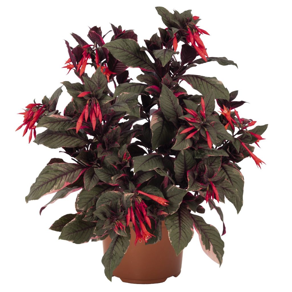 Fuchsia Firecracker - Pépinière Locas
