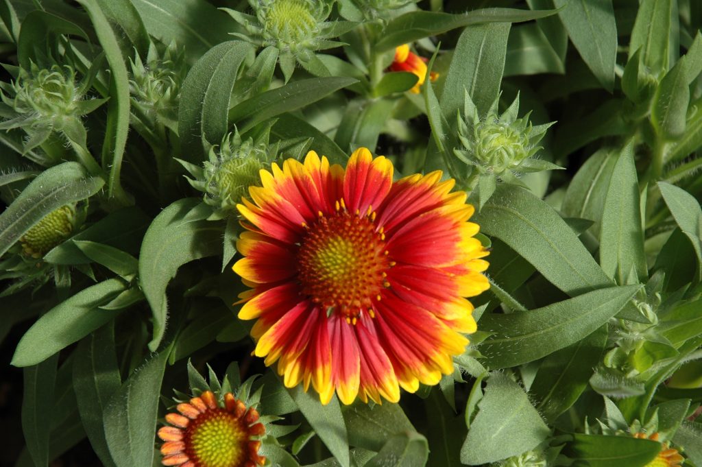 Gaillardia x grandiflora Arizona Sun - Pépinière Locas