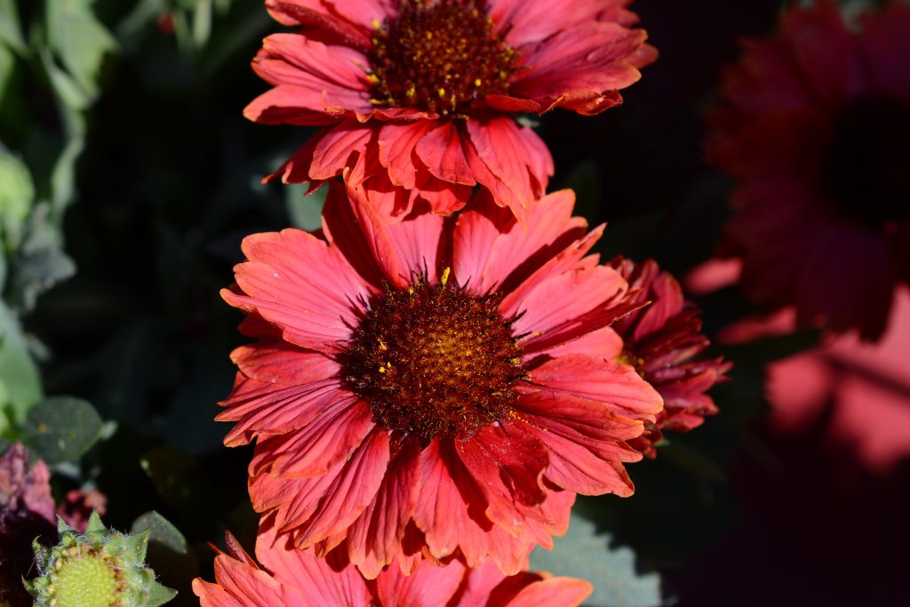 Gaillardia × grandiflora Mesa Red - Pépinière Locas