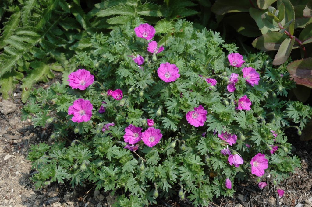 Geranium sanguineum Max Frei - Pépinière Locas