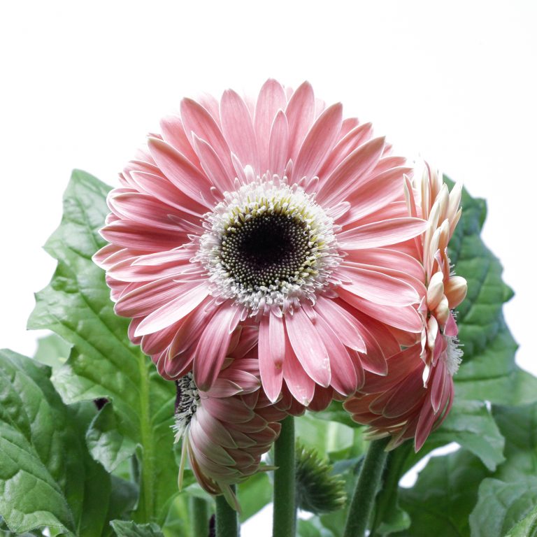 Gerbera jamesonii assortis - Pépinière Locas