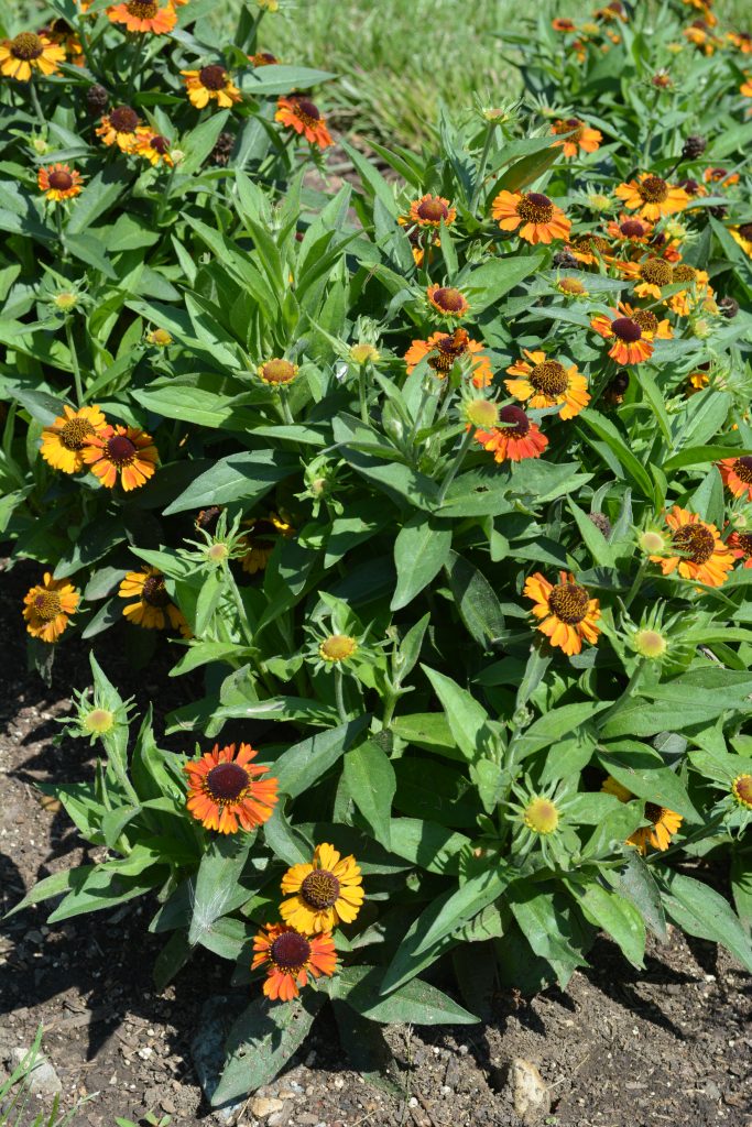 Helenium Short N Sassy - Pépinière Locas