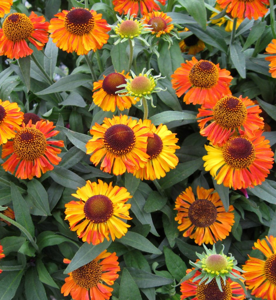 Helenium Short N Sassy - Pépinière Locas