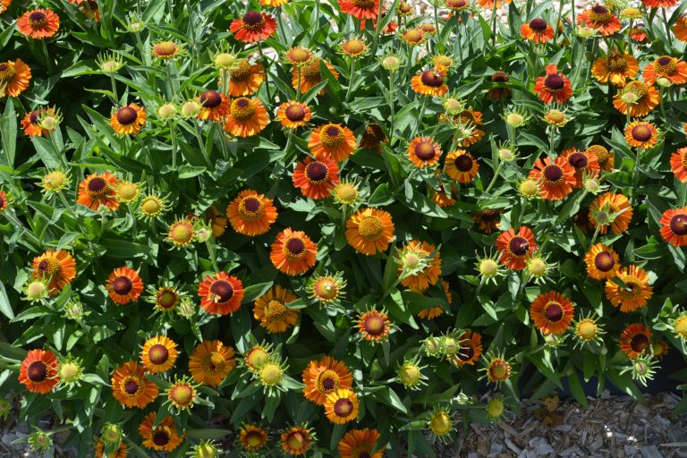 Helenium Short N Sassy - Pépinière Locas
