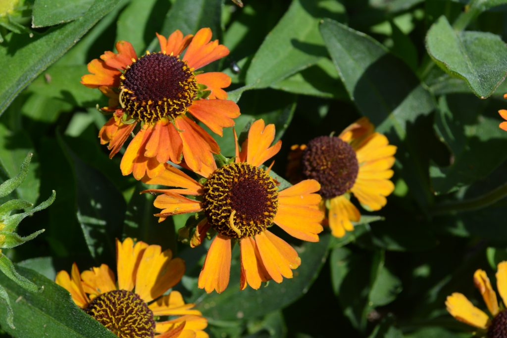Helenium Short N Sassy - Pépinière Locas