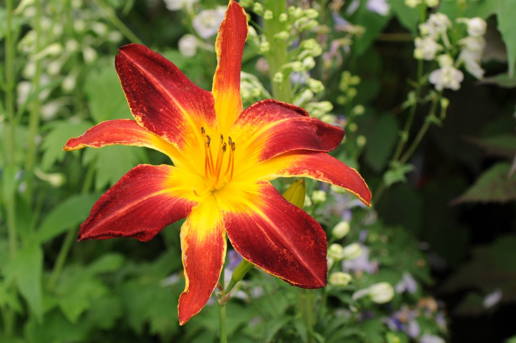 Hemerocallis Ruby Spider - Pépinière Locas