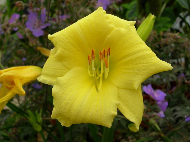 Hemerocallis Stella Supreme - Pépinière Locas