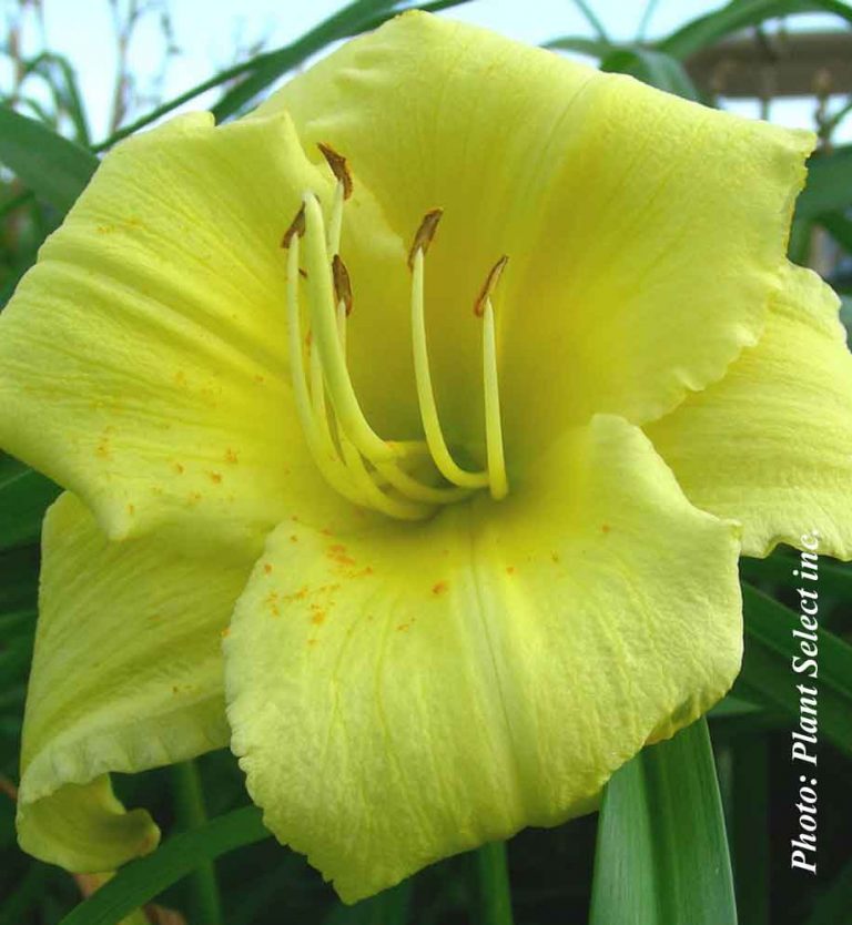 Hemerocallis Stella Supreme - Pépinière Locas