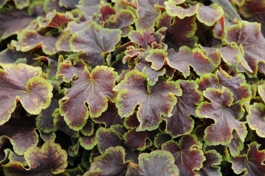 Heucherella Solar Eclipse - Pépinière Locas