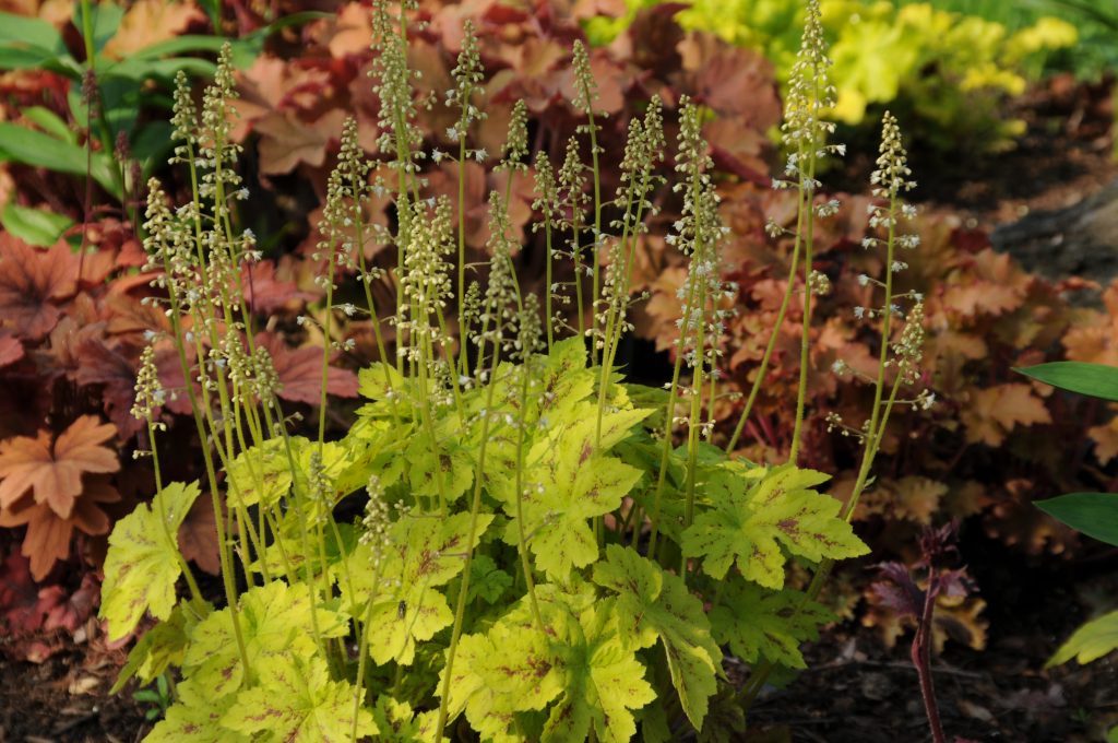 Heucherella Solar Power - Pépinière Locas