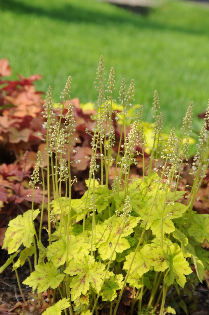 Heucherella Solar Power - Pépinière Locas