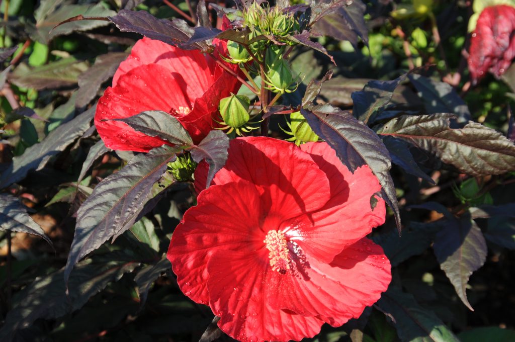 Hibiscus Midnight Marvel - Pépinière Locas