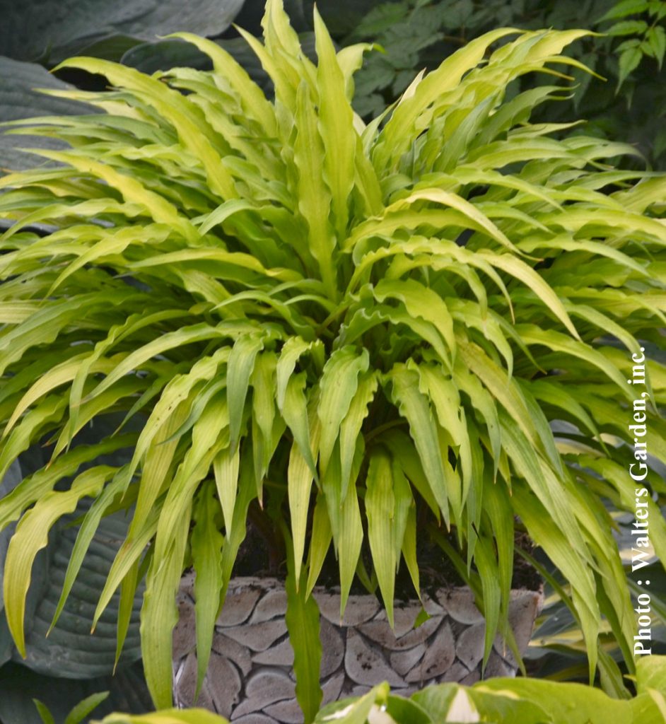 Hosta Curly Fries - Pépinière Locas