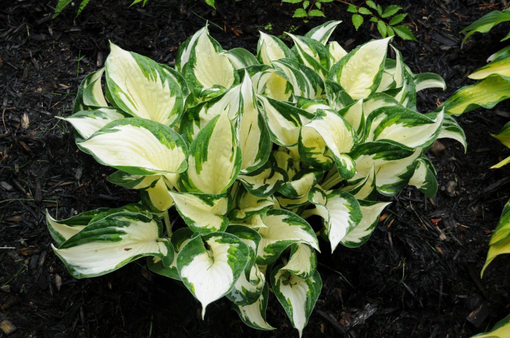 Hosta Fire and Ice - Pépinière Locas