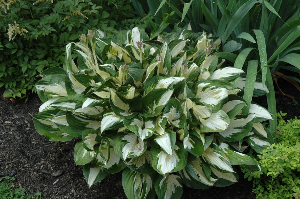 Hosta Fire and Ice - Pépinière Locas