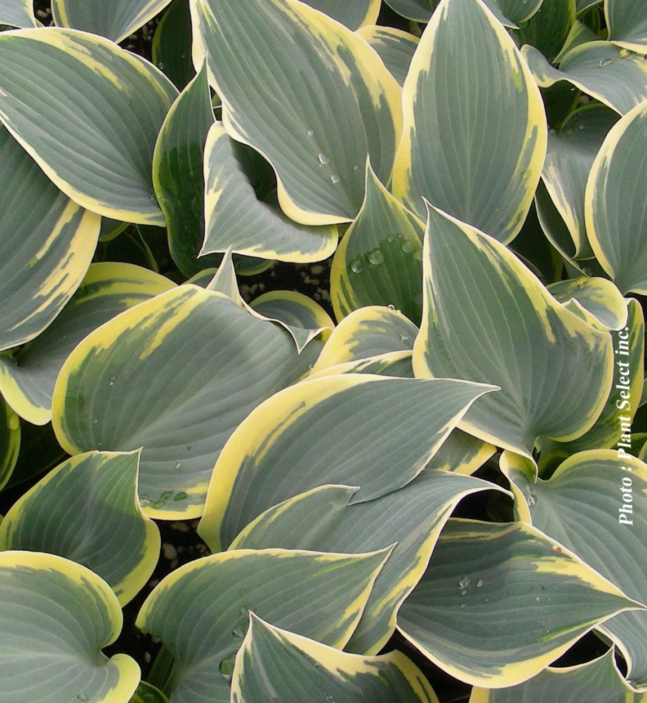 Hosta First Frost - Pépinière Locas
