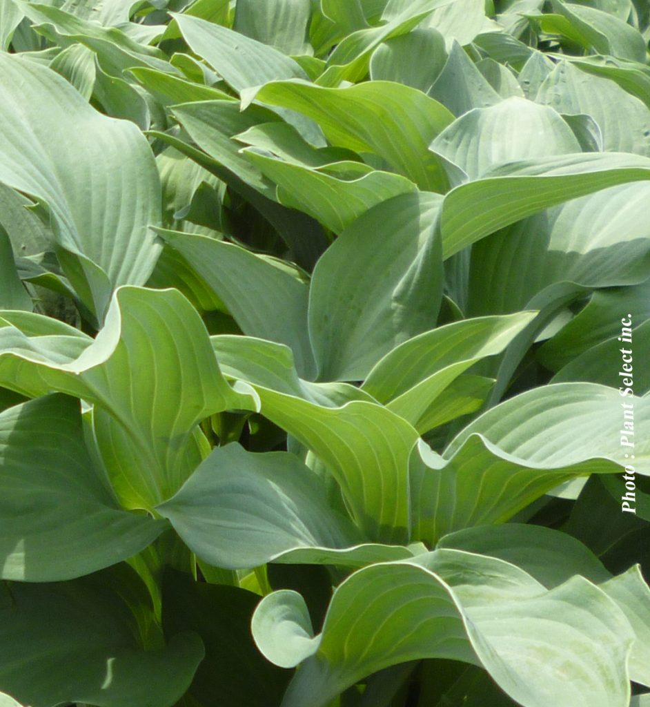 Hosta Krossa Regal - Pépinière Locas