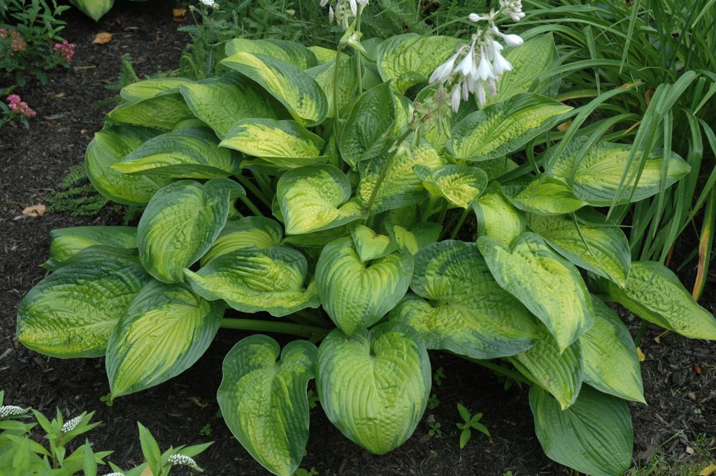 Hosta Paradigm - Pépinière Locas