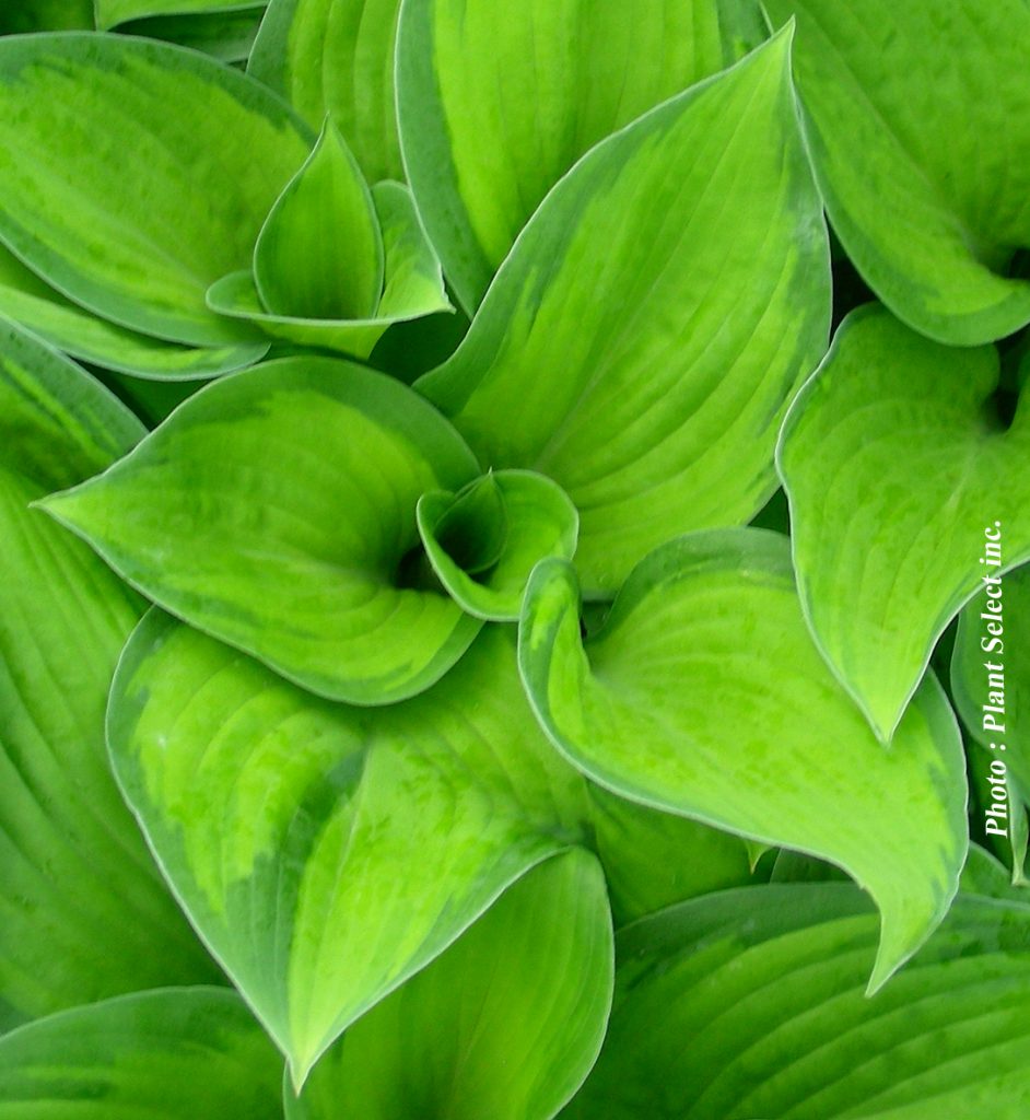 Hosta Paradigm - Pépinière Locas