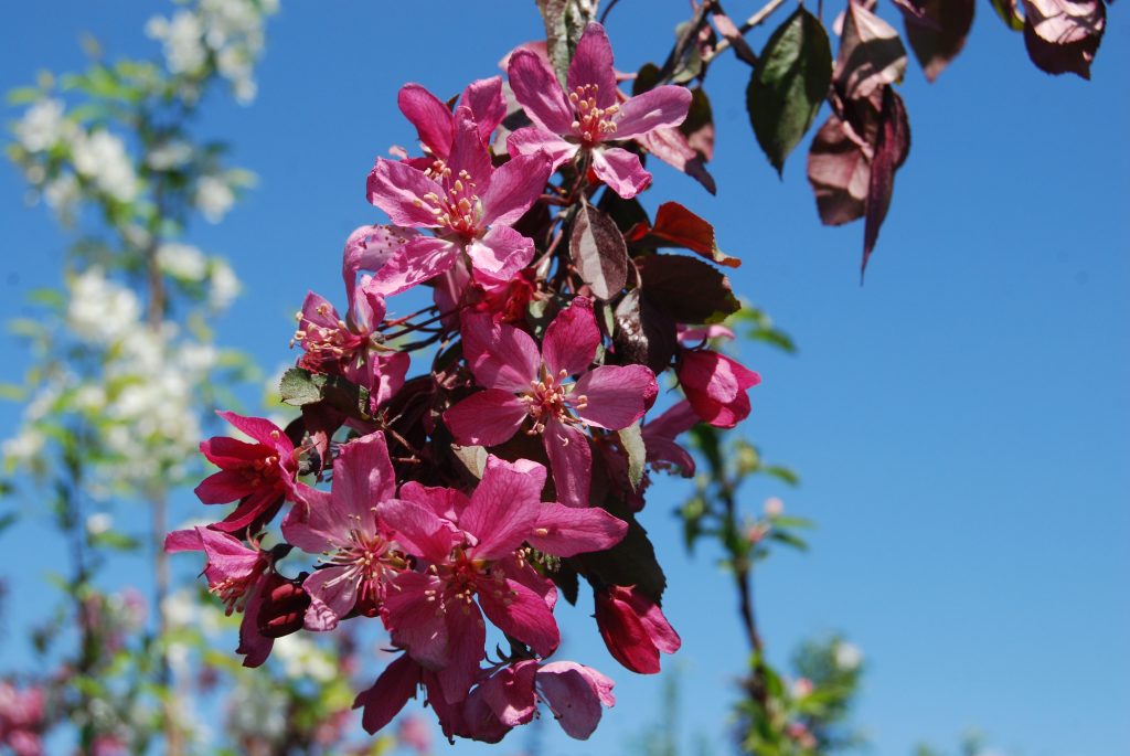 Malus Royal Beauty - Pépinière Locas